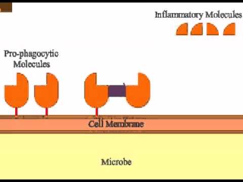 Complement Alternative Pathway animation YouTube - YouTube