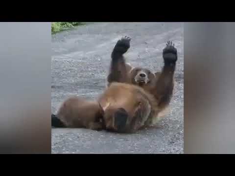 Roman Havası Oynayan Ayı (Mastika)