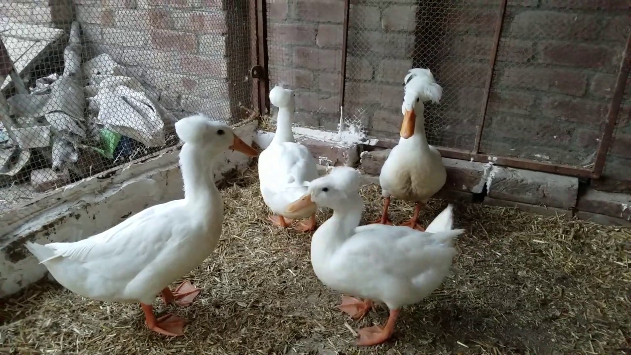 High Quality White crested ducks in Pakistan - YouTube