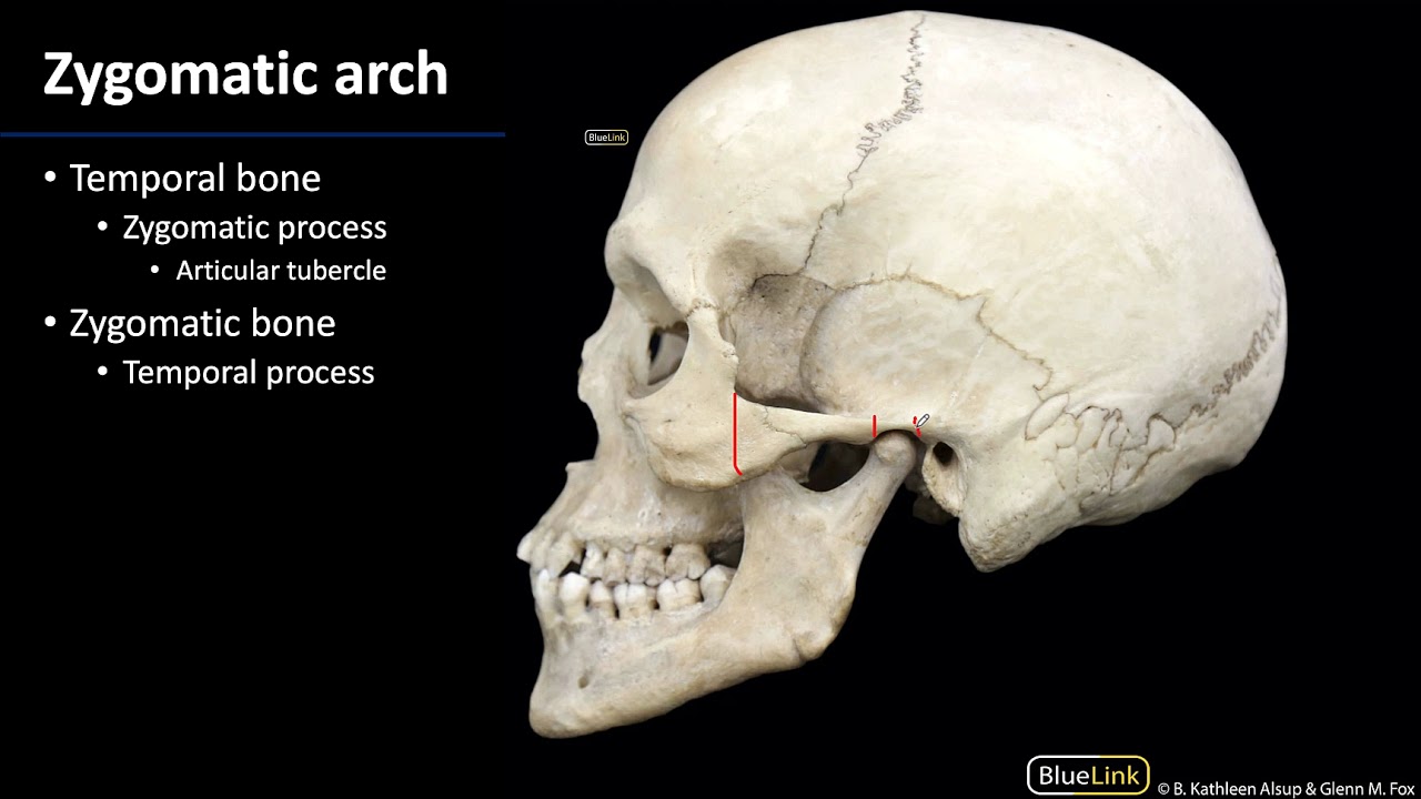 Zygomatic Process Of Temporal Bone