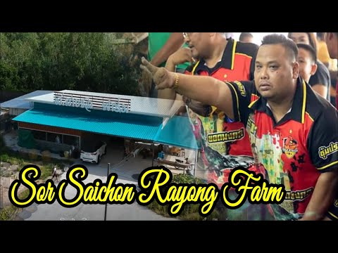 Sor Saichon Rayong Farm, Penghasil Ayam Pakhoy Berkualitas