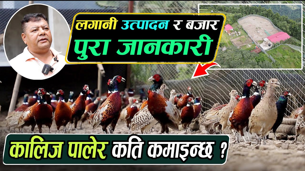 कालिज पालेर कति फाइदा हुन्छ ? Kalij Farming in Nepal || Kalij Bird ...