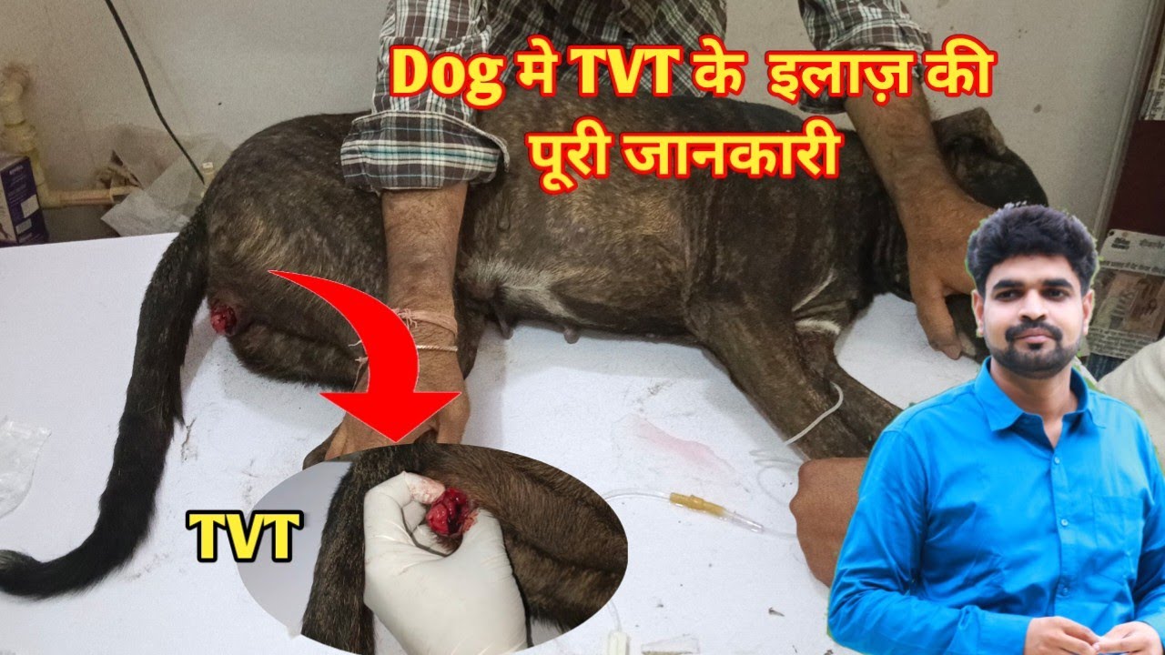 TVT in dogs | TVT signs, Diagnosis and Treatment full information ...