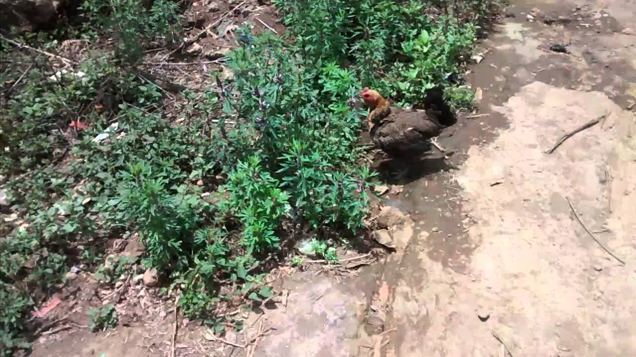 Chicken attack! - YouTube