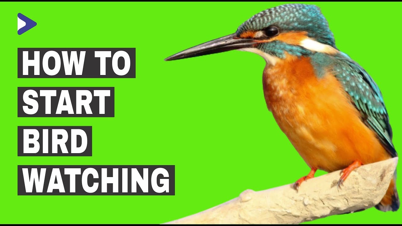 How To Start Bird Watching | Bird Watching For Beginners - YouTube