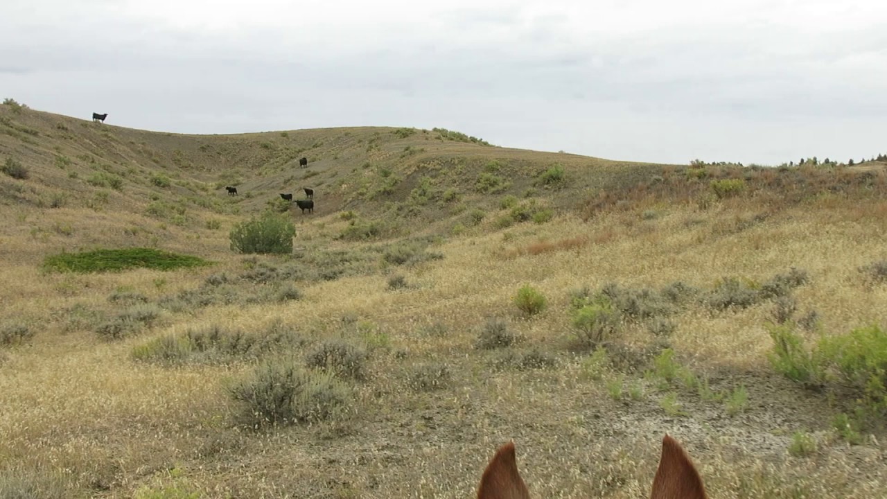 Wild cattle calling.... - YouTube