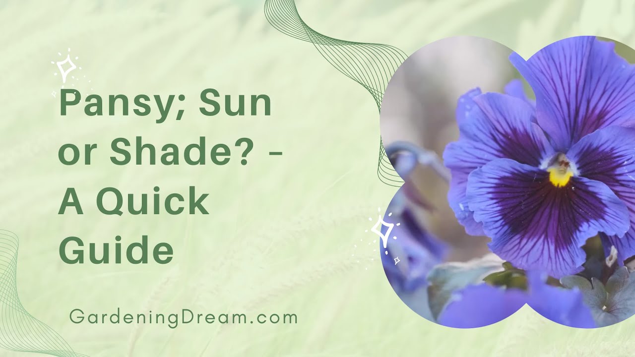 Pansy; Sun or Shade? – A Quick Guide - YouTube