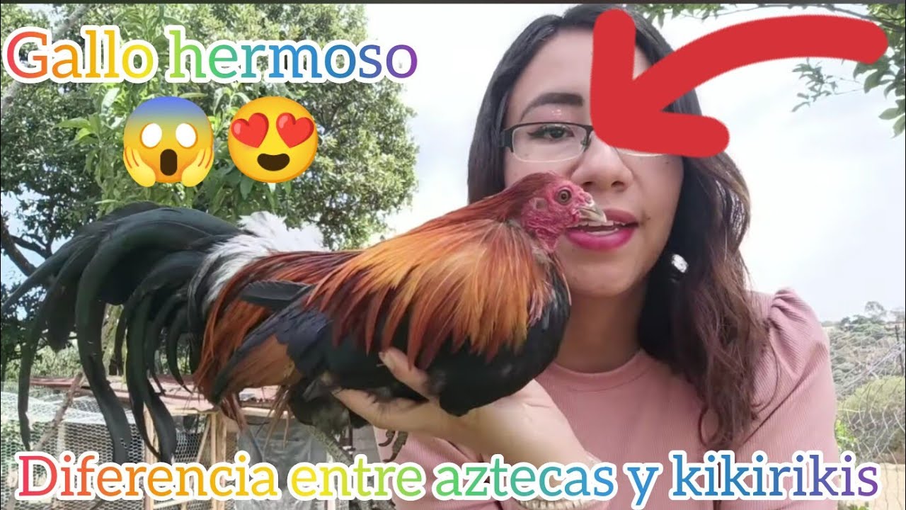 Nuevos integrantes en el gallinero gallo fenix bantam y gallina azteca ...