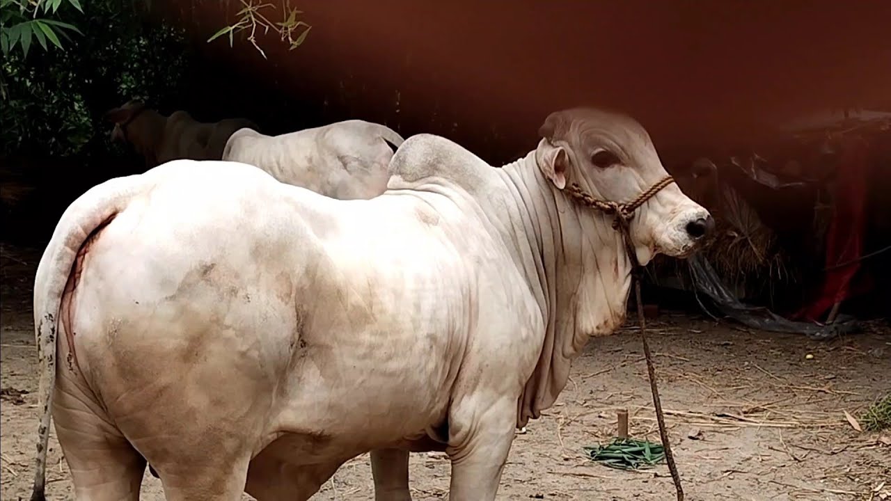 Biggest power full bacha cow from Balipur 👑@all cow fans 👑 contact no ...