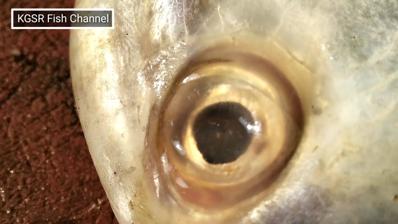 Parai Fish Professional Cutting Skills in Fish Market • KGSR Fish ...