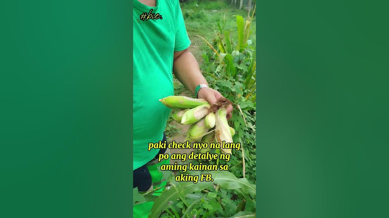 Oh my gulay sa bakuran. - YouTube