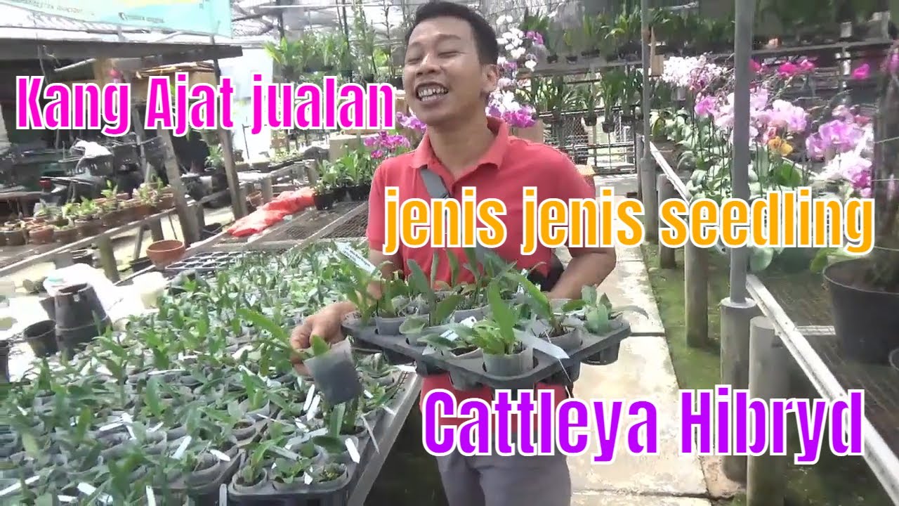 jenis jenis seedling Cattleya Hibryd - YouTube