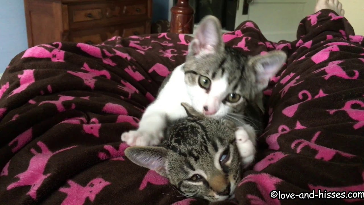 The final week in kittens: 12 1/2 to 13 1/2 weeks old - YouTube