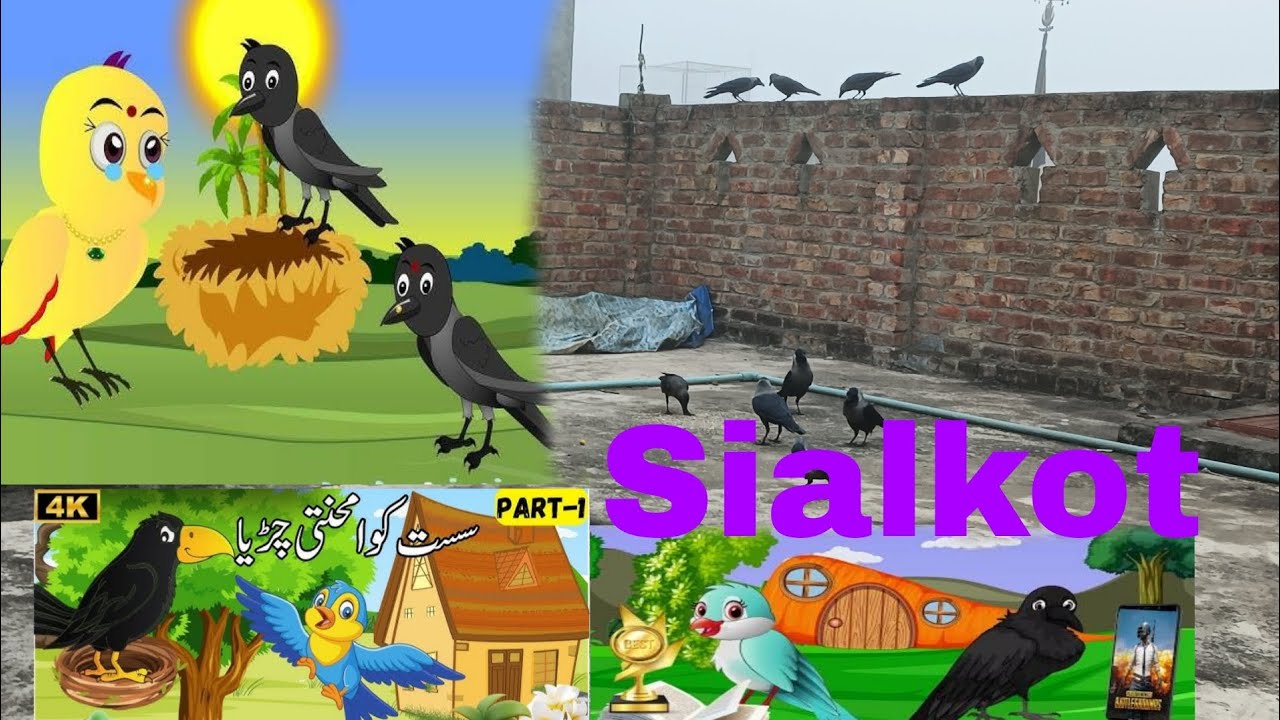 little beautiful crow sparrows nice 🐦‍⬛🐦‍⬛🕊🕊 - YouTube