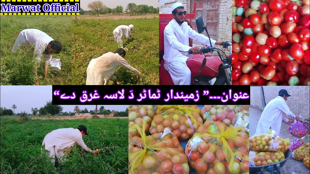 "Zamindar Tamator da lasa ghark de"____June, 2023____Best video ...