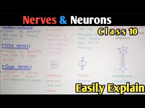 Nerves | Types Of Nerves | Sensory, Mixed & Motor Nerves | Ganglion ...