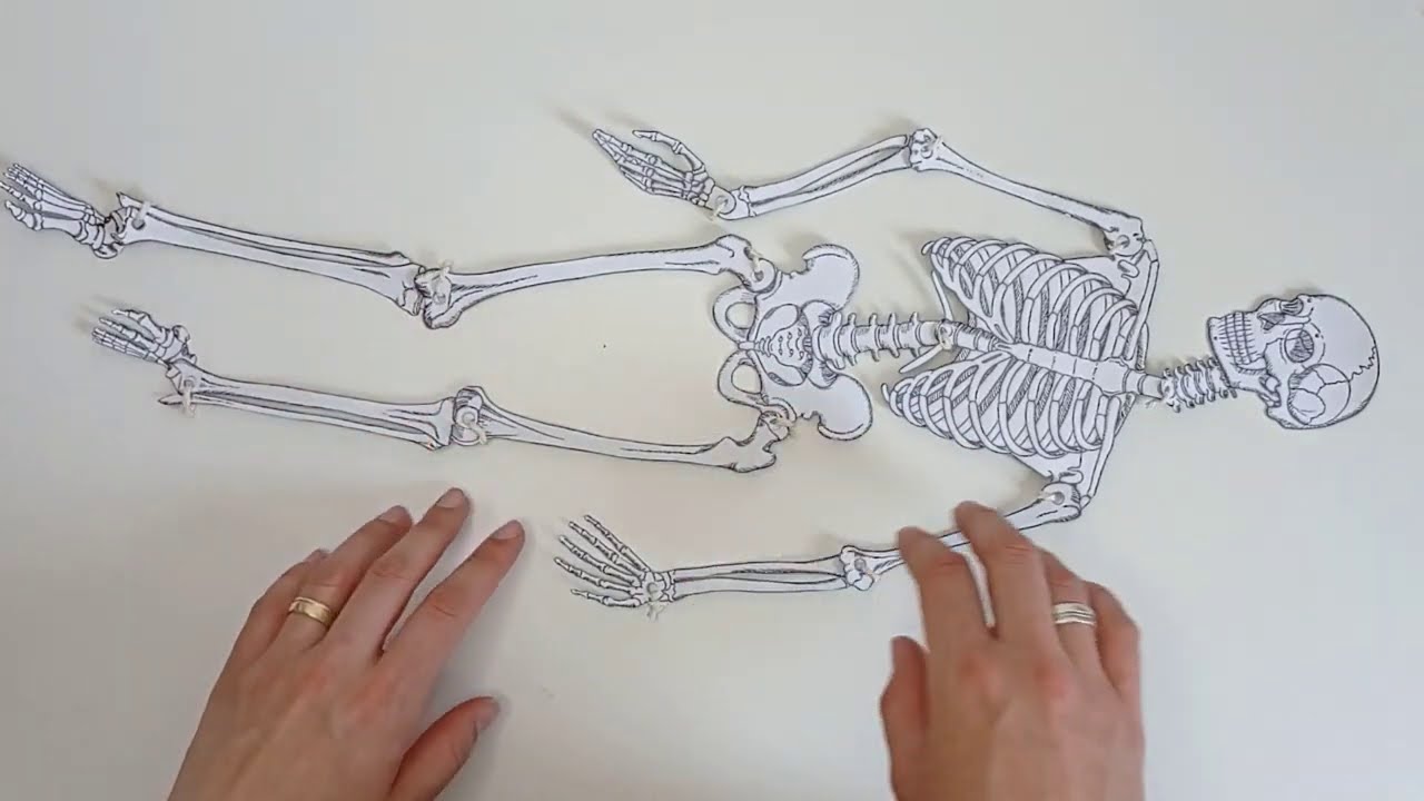 Como Montar Um Esqueleto Humano De Papel Youtube