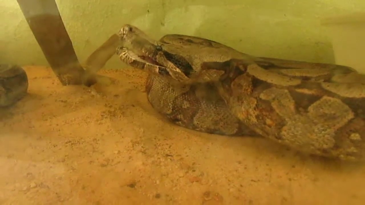 Angry Boa. - YouTube