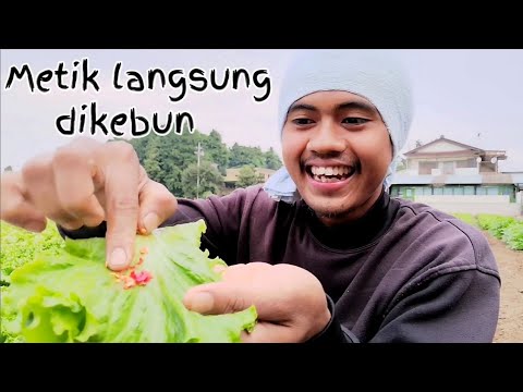 Mencicipi Rasa Selada Jepang Metik Langsung dari kebun - YouTube