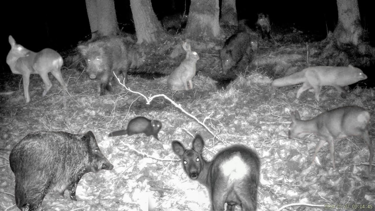 Wild Animals Caught on Trail Camera! - YouTube