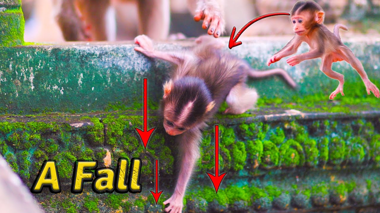 A Guardian Angel Moment! Our Clumsy Jumping Baby Susi Was Saved From a ...
