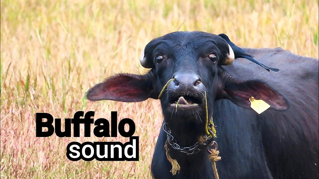 buffalo sound 🐃 buffalo sound effect | भैंस की आवाज़💤 bhains ki awaaz # ...