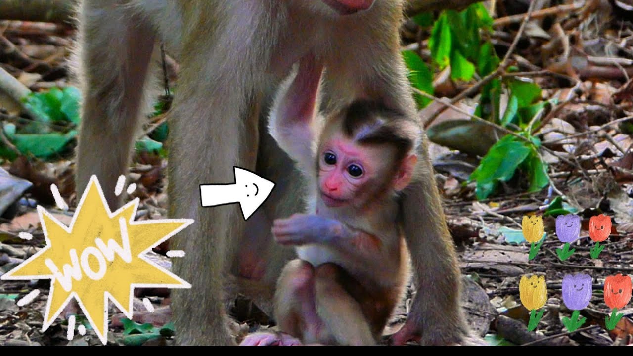 Oh !!! B.B Monkey, Is Pulling Mother Want Go With mother monkey too. - YouTube