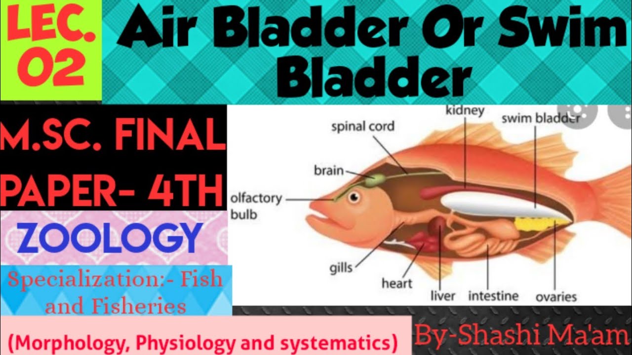 Lec.2 m.sc final Paper-4th, Air Bladder or Swim bladder, Fish and ...
