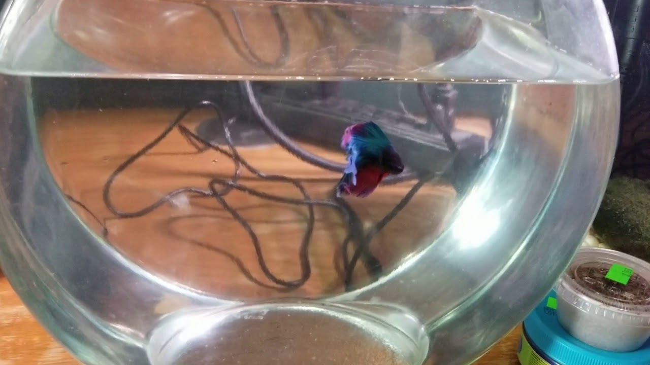 problems with long finned betta fish - YouTube
