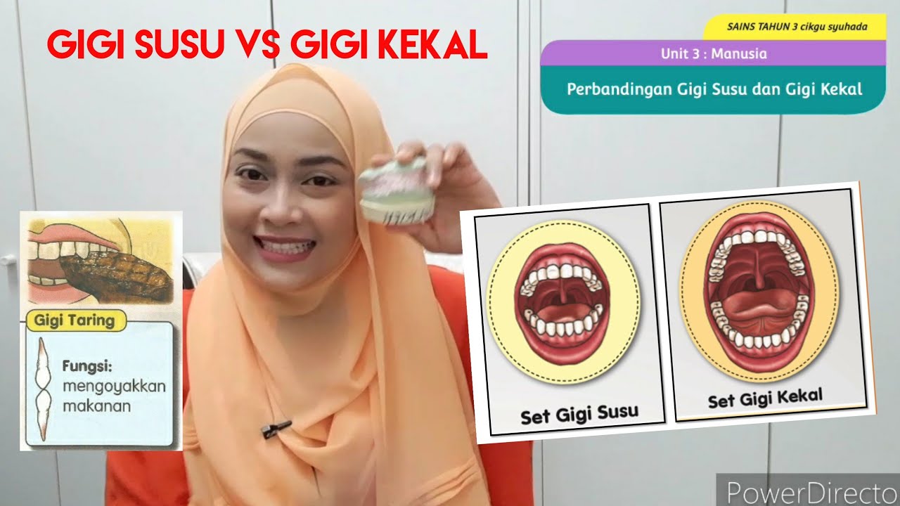 Perbandingan Set Gigi Susu dan Set Gigi Kekal - YouTube