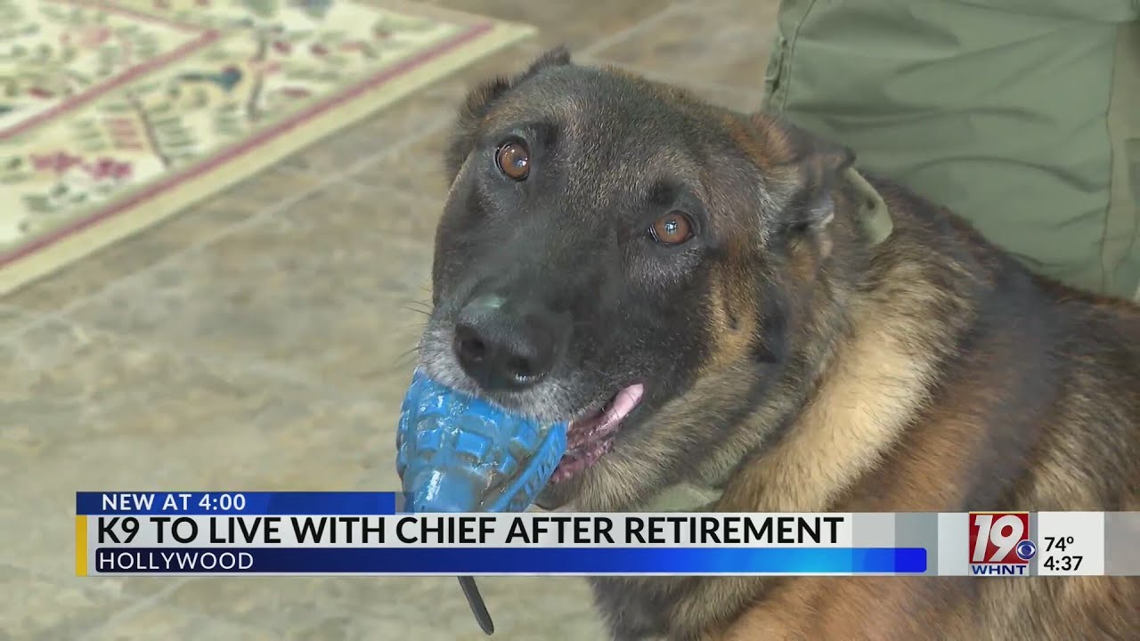 K9 Officer to Live with Chief After Retirement | Sept. 25, 2024 | News ...