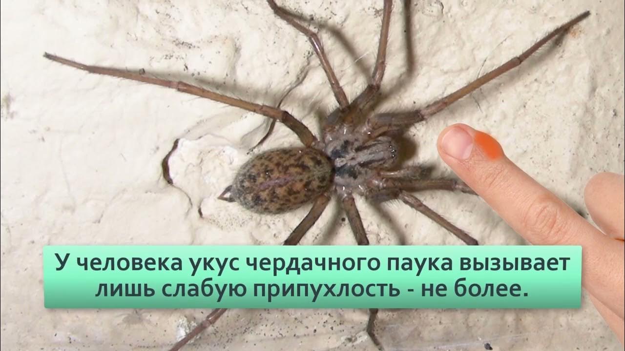 Три вида пауков которые реально полезны в доме и защищают от насекомых ...