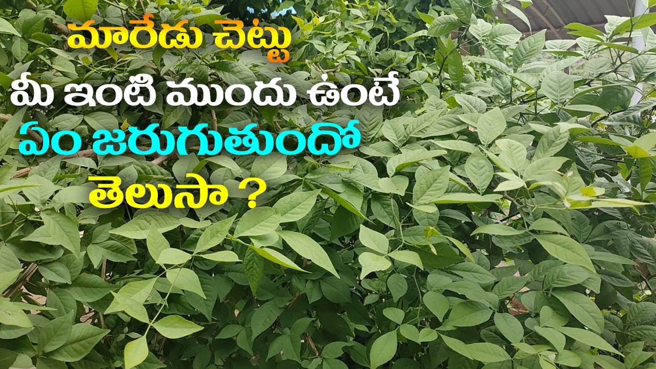 మారేడు చెట్టు మీ ఇంటి ముందు ఉంటే ఏం జరుగుతుందో తెలుసా ? || Maredu ...
