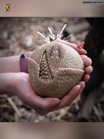 Armadillo Bulletproof Shield 😲 - YouTube