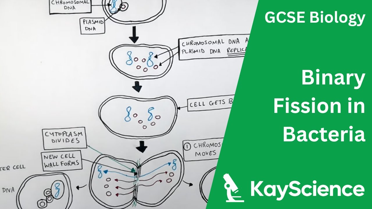 Binary Fission Diagram Difference Between Binary Fission And