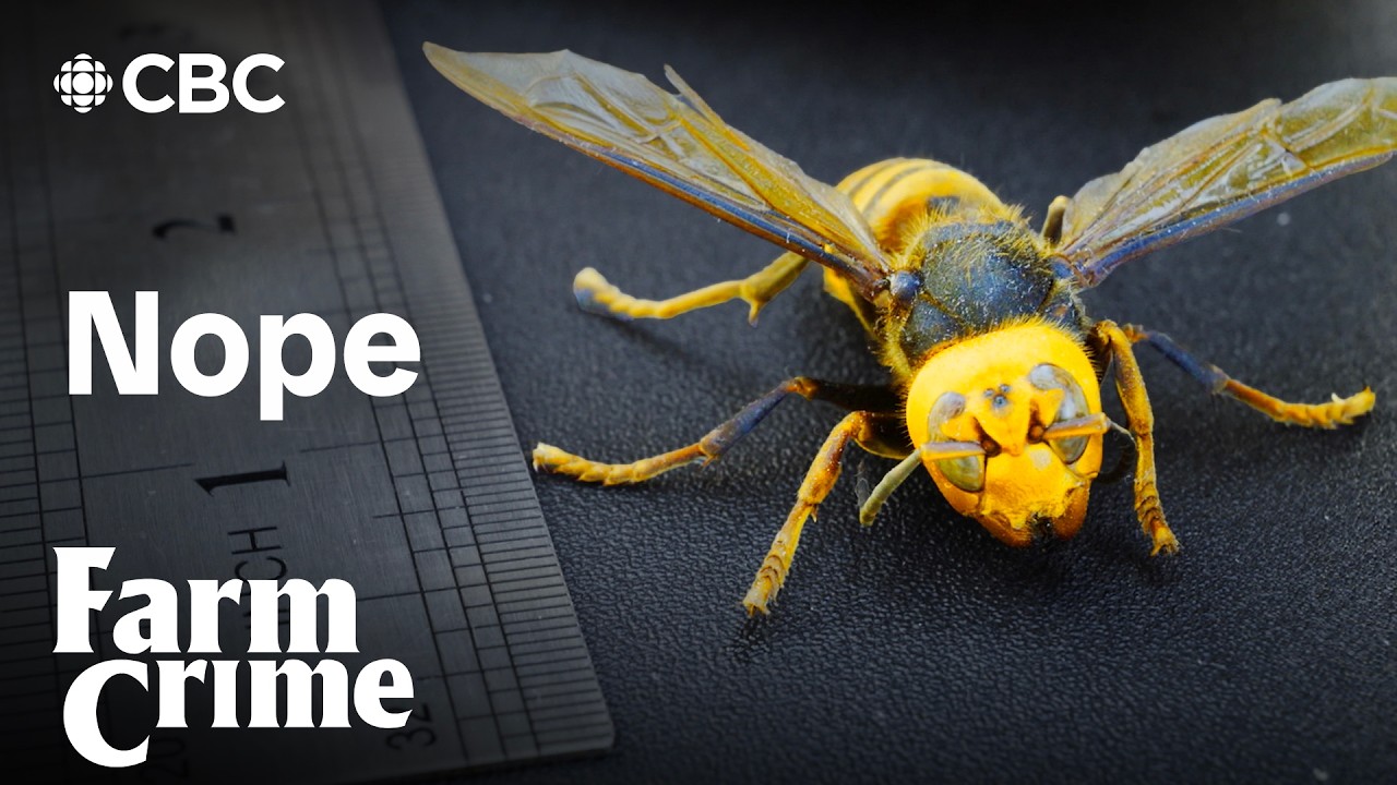 Farm Crime, Season 2 Episode 1, "Invasion of the Murder Hornets" | Full ...