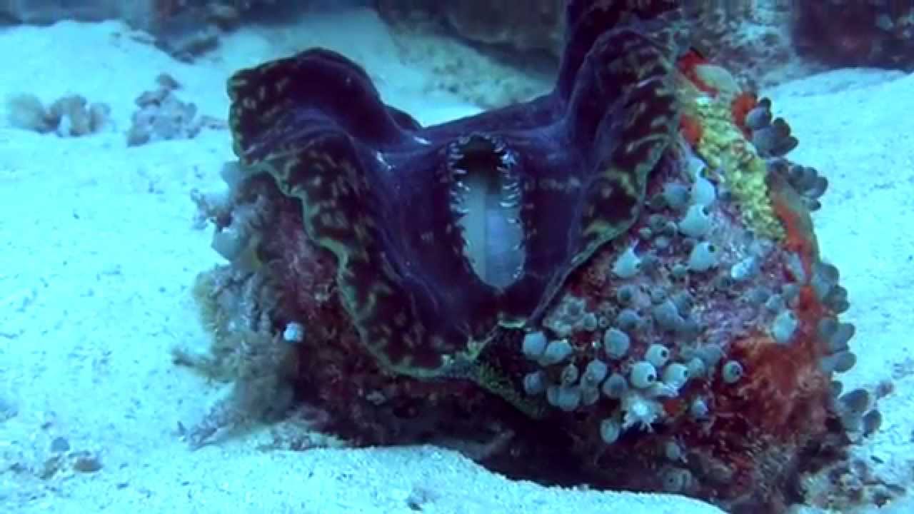 Giant Clam - Bivalve Mollusc - YouTube