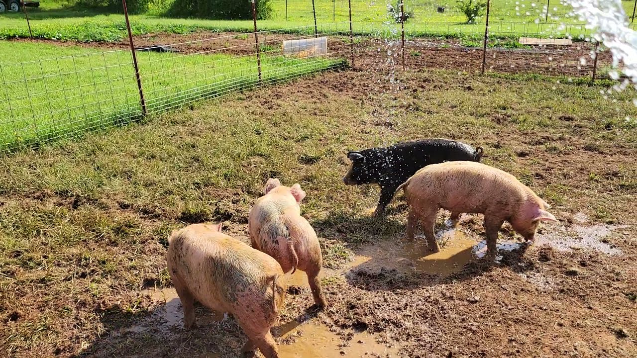 Baby Pigs In Mud