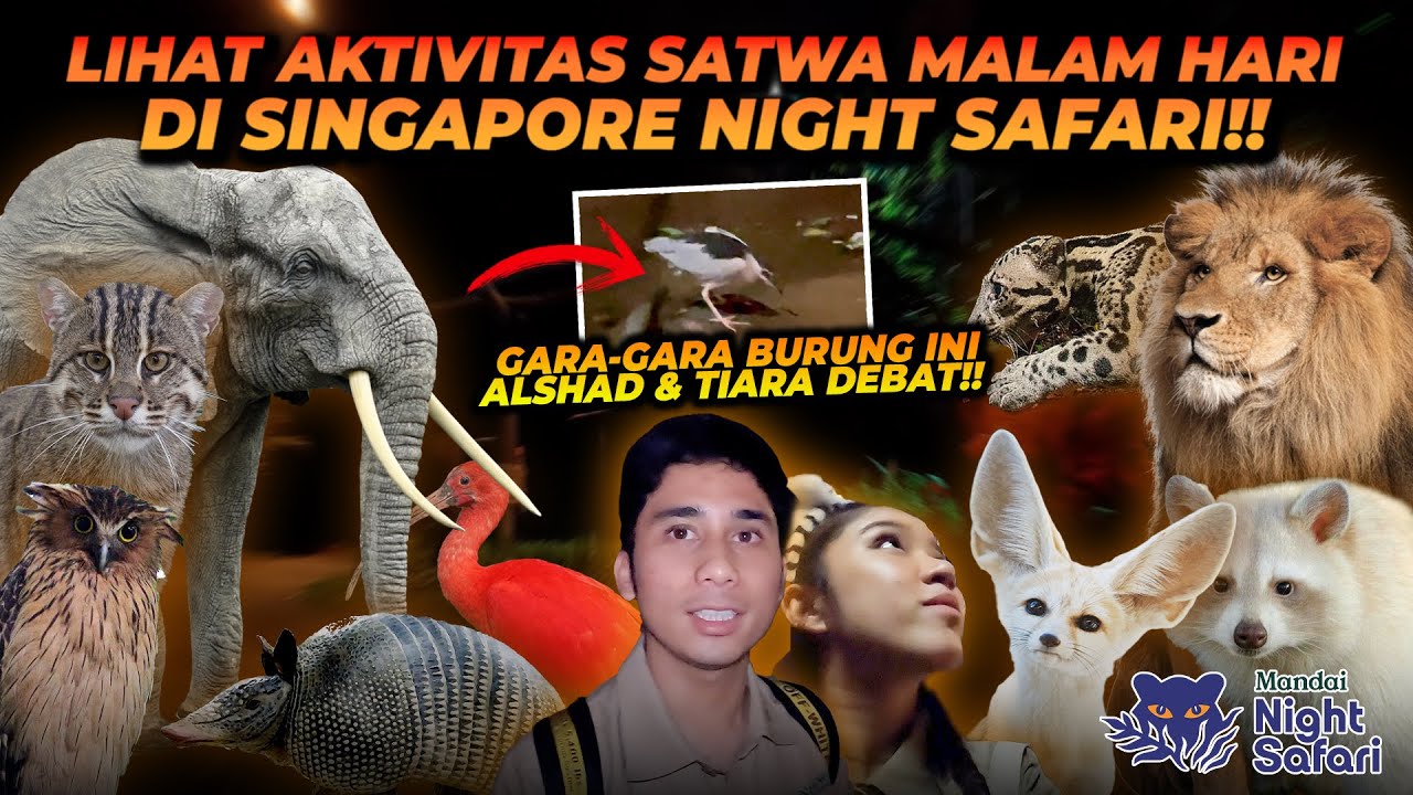 SENSASI MELIHAT SATWA PADA MALAM HARI DI NIGHT SAFARI ! SATWA INI BIKIN ...