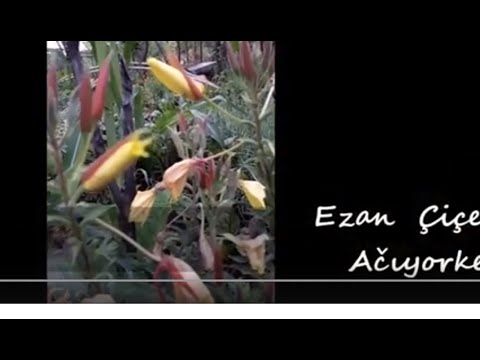 Ezan Çiçeği Açarken