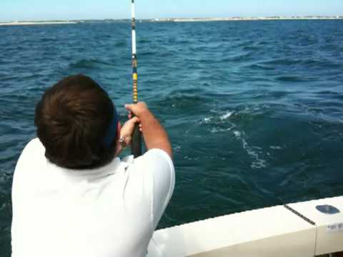 sig fish 2 - YouTube