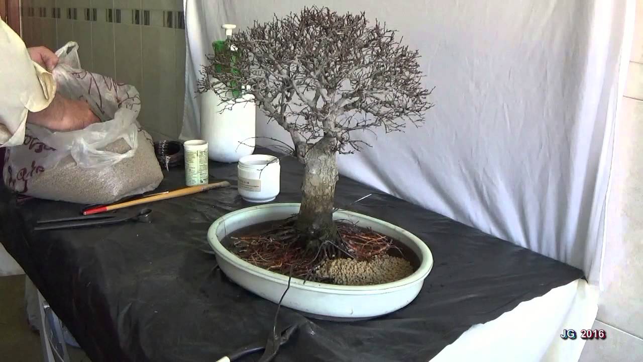 Ulmus procera Desde bosque bonsái Limpieza cepellón poda raíces ...