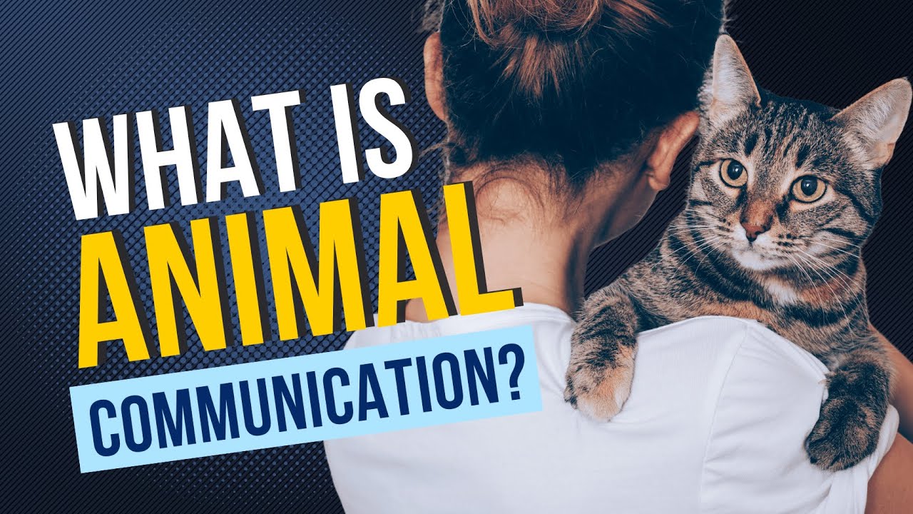 What is Animal Communication? A Non-Verbal Language called Telepathy ...