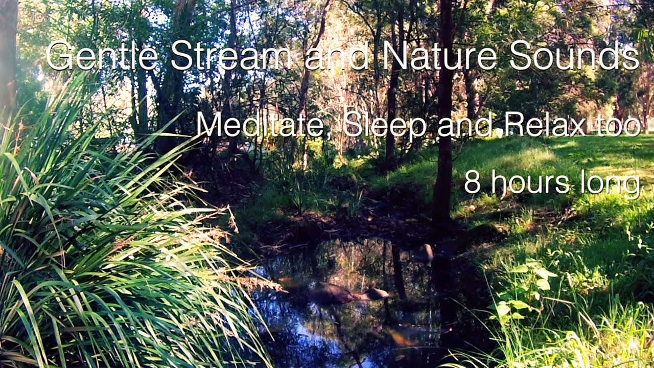A Gentle Stream of Water and Native Bird Sounds, Meditate, Sleep and ...