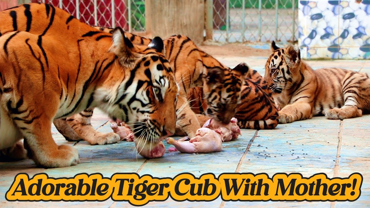 Adorable tiger cub eating with mother #tiger #tigercub #kitten #foryou ...