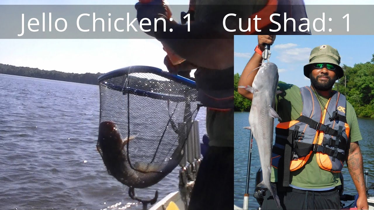 Redneck 101- Jello Chicken vs Cut Shad for Catfish - YouTube