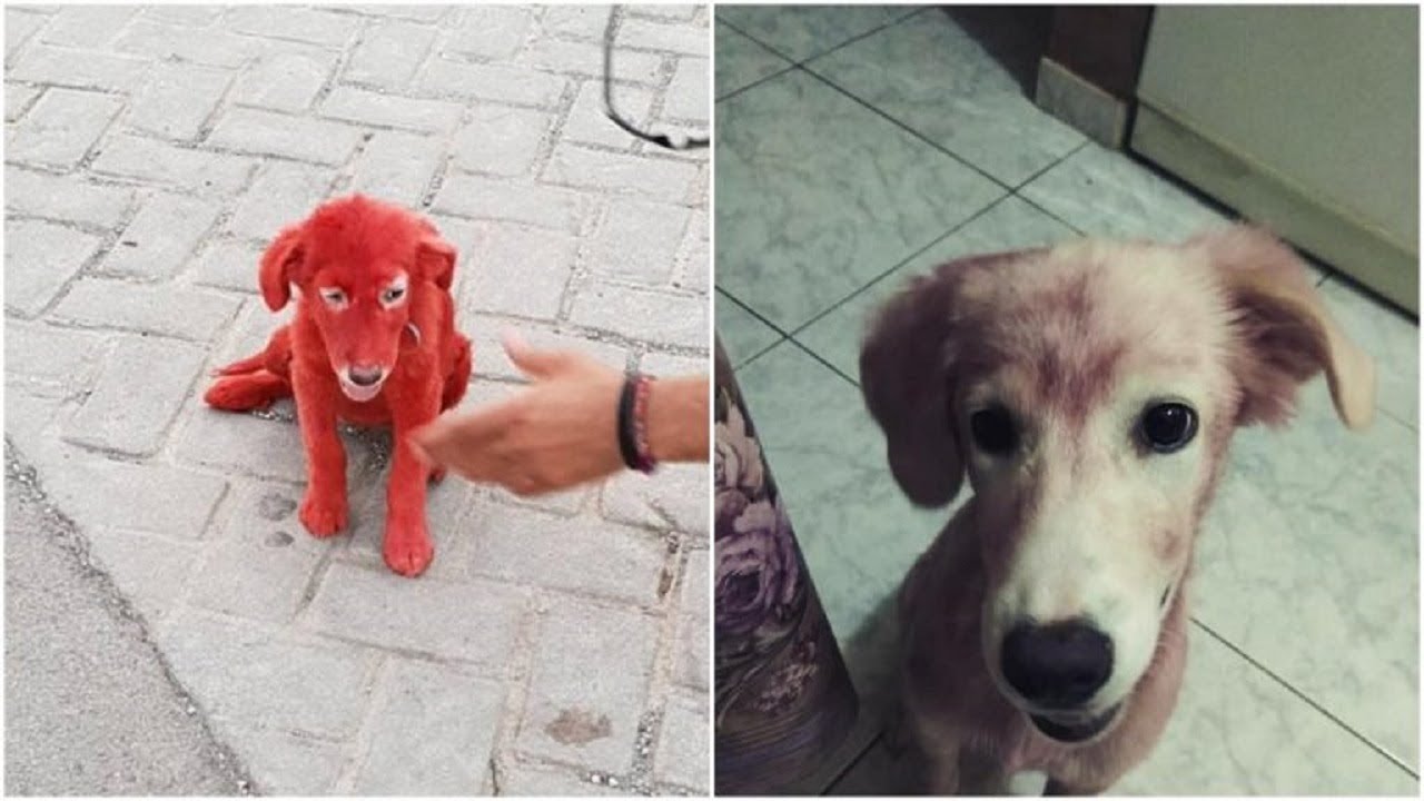 A Dog Found On The Street Had Been Dyed Bright Red – And Animal ...