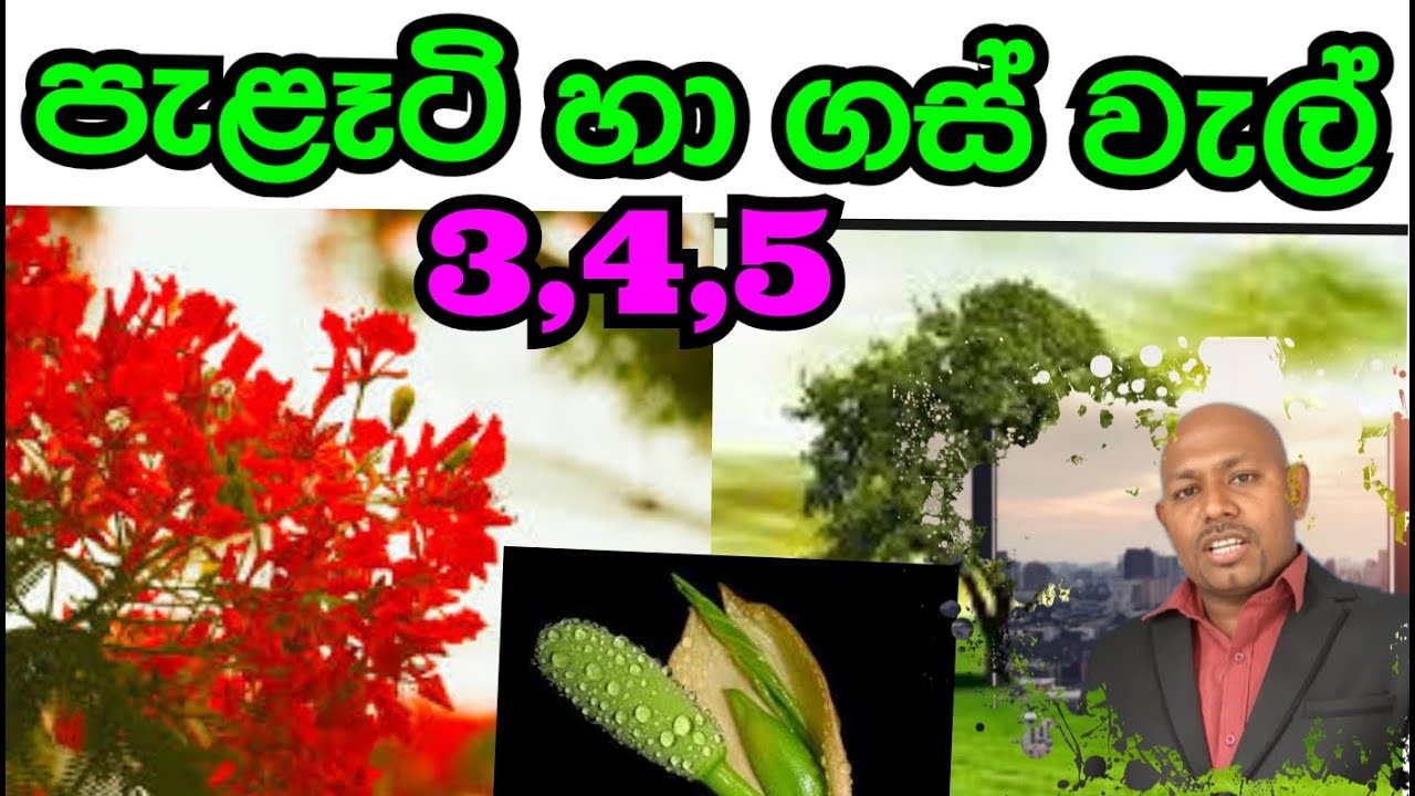පැළෑටි හා ගස් වැල් Plants And Trees Palati Ha Gas Wal 3 4 5 Youtube