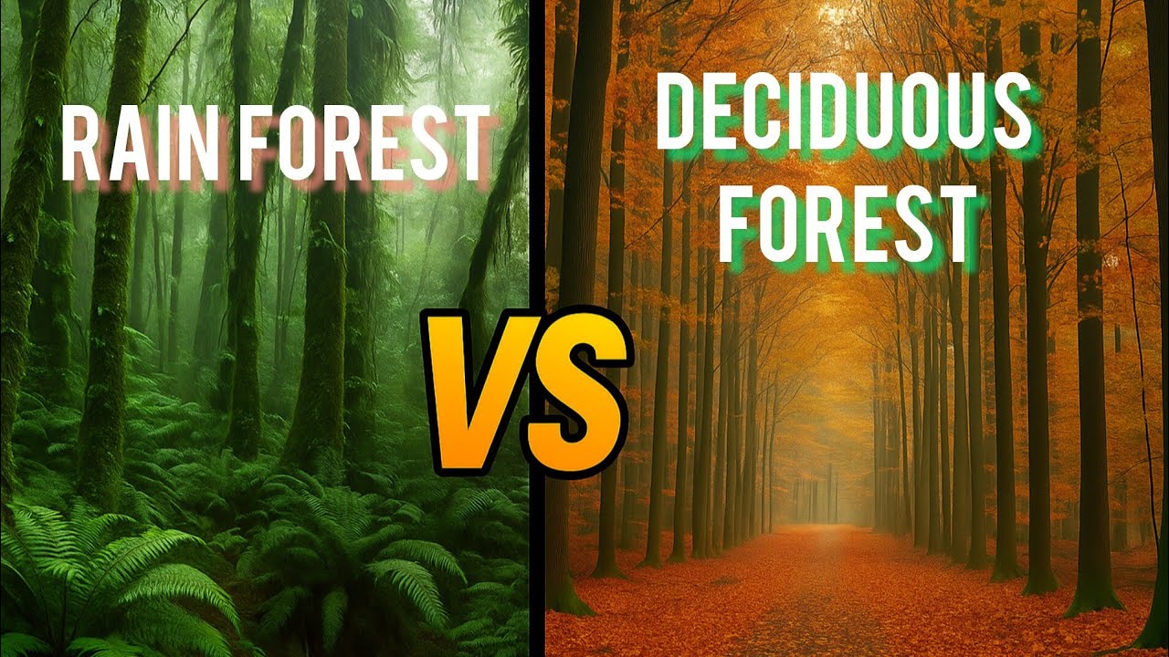 Rainforest vs Deciduous Forest 🌳🌧️ | What’s the Real Difference? - YouTube
