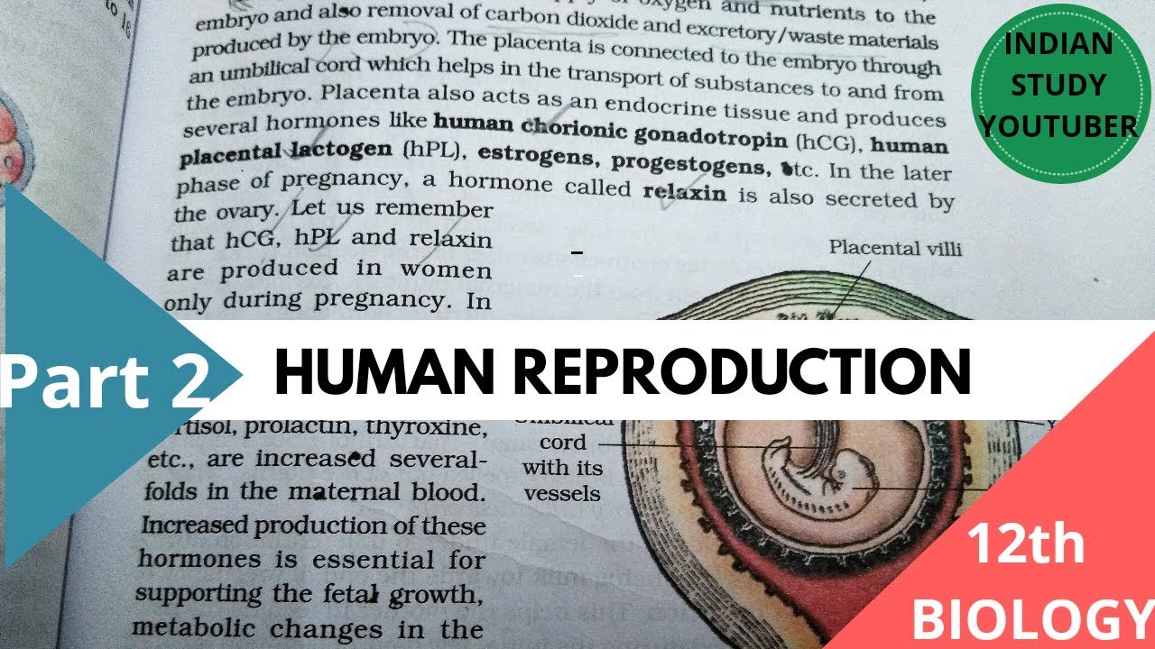 NCERT Class 12th Biology chapter 3rd: HUMAN REPRODUCTION ( part 2 ...